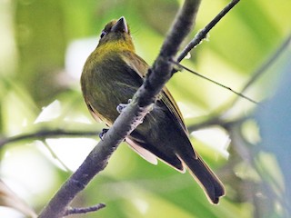 Sapayoa - eBird