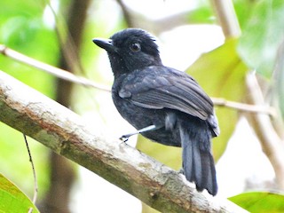 Black Antshrike - eBird
