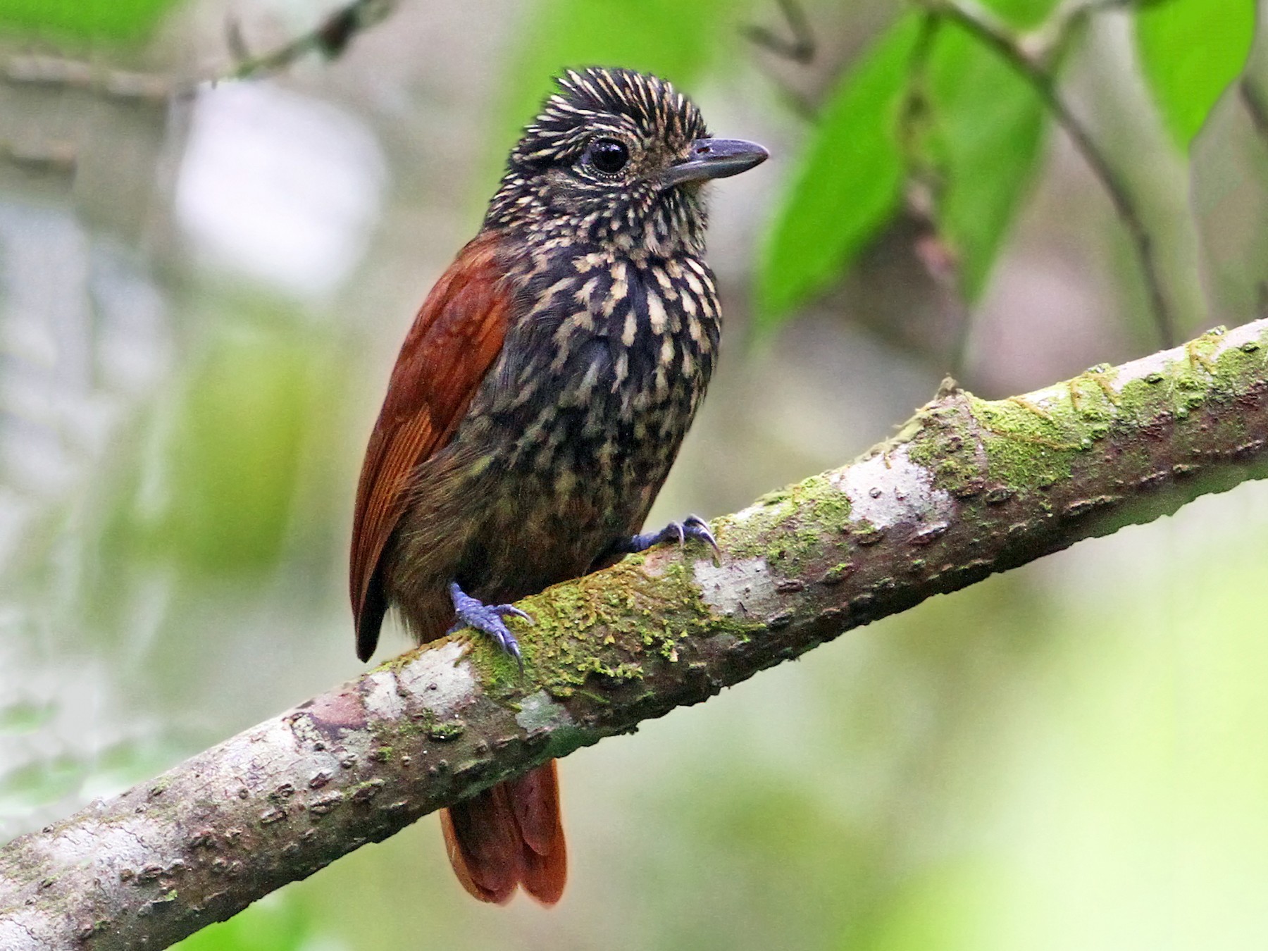 Batará Negro - eBird