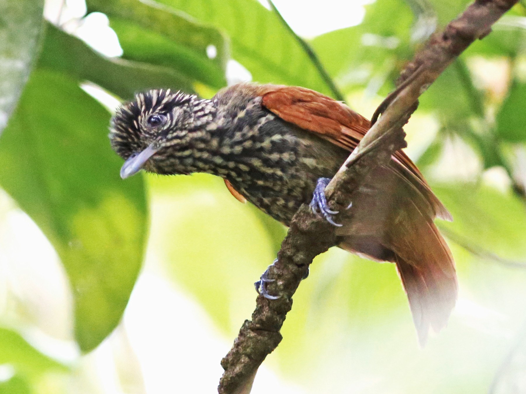Batará Negro - eBird