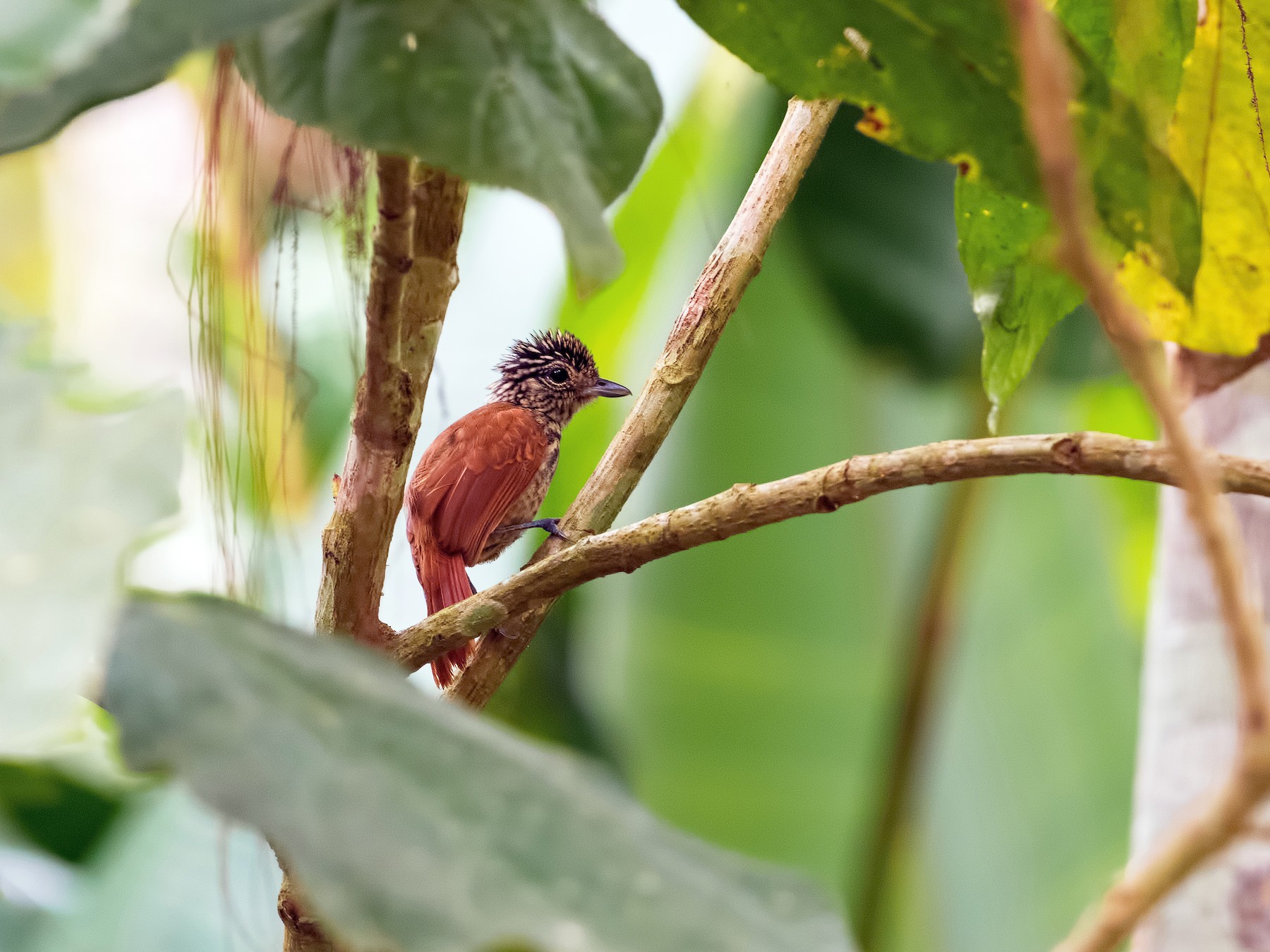 Batará Negro - eBird