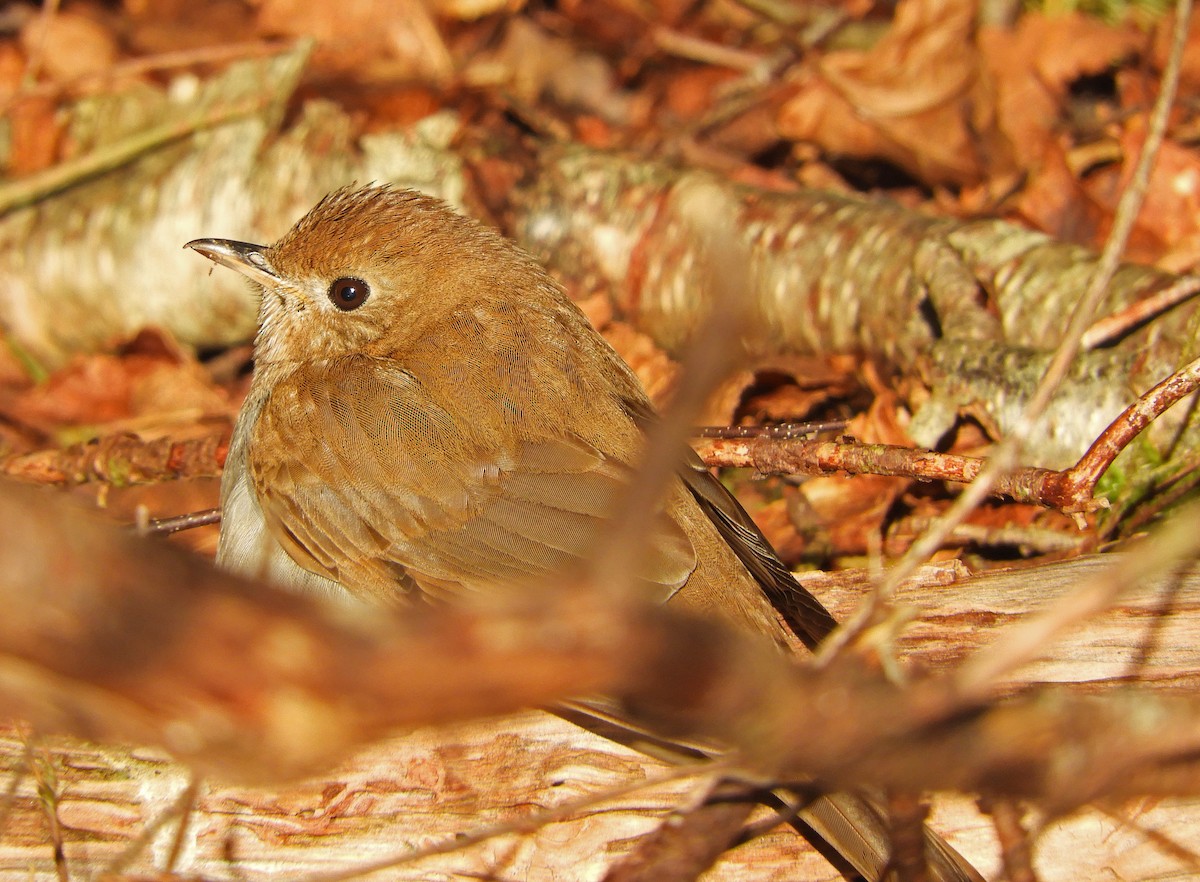 eBird Checklist - 18 May 2023 - Hartlen Point - 53 species