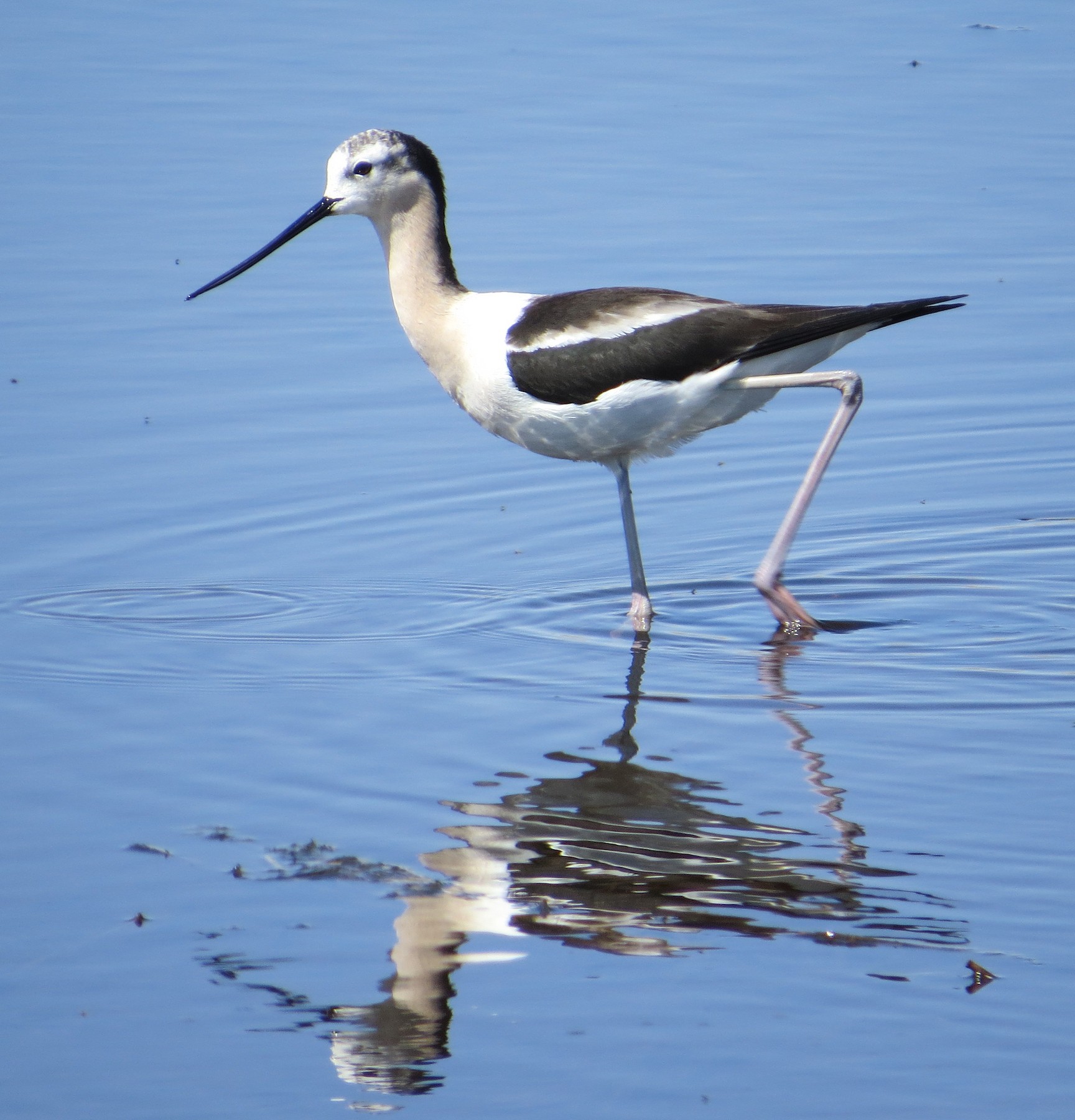 Black-necked Stilt x American Avocet (hybrid) - eBird