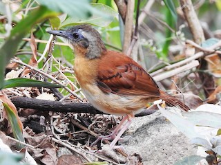 White-bellied Antbird - eBird
