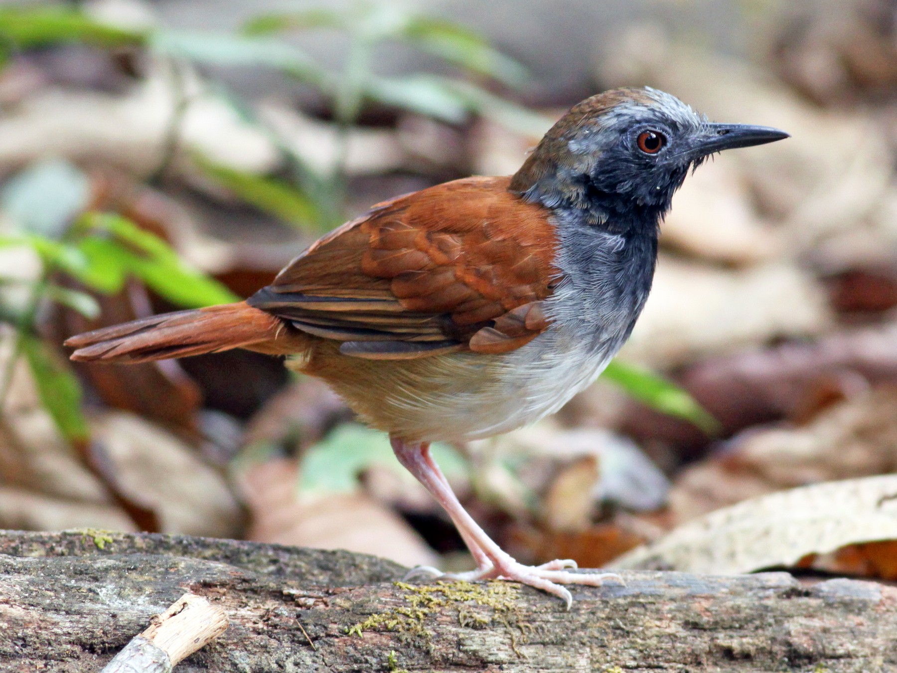 White-bellied Antbird - eBird