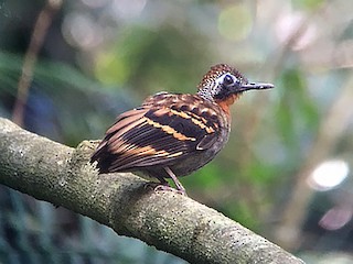 Wing-banded Antbird - eBird