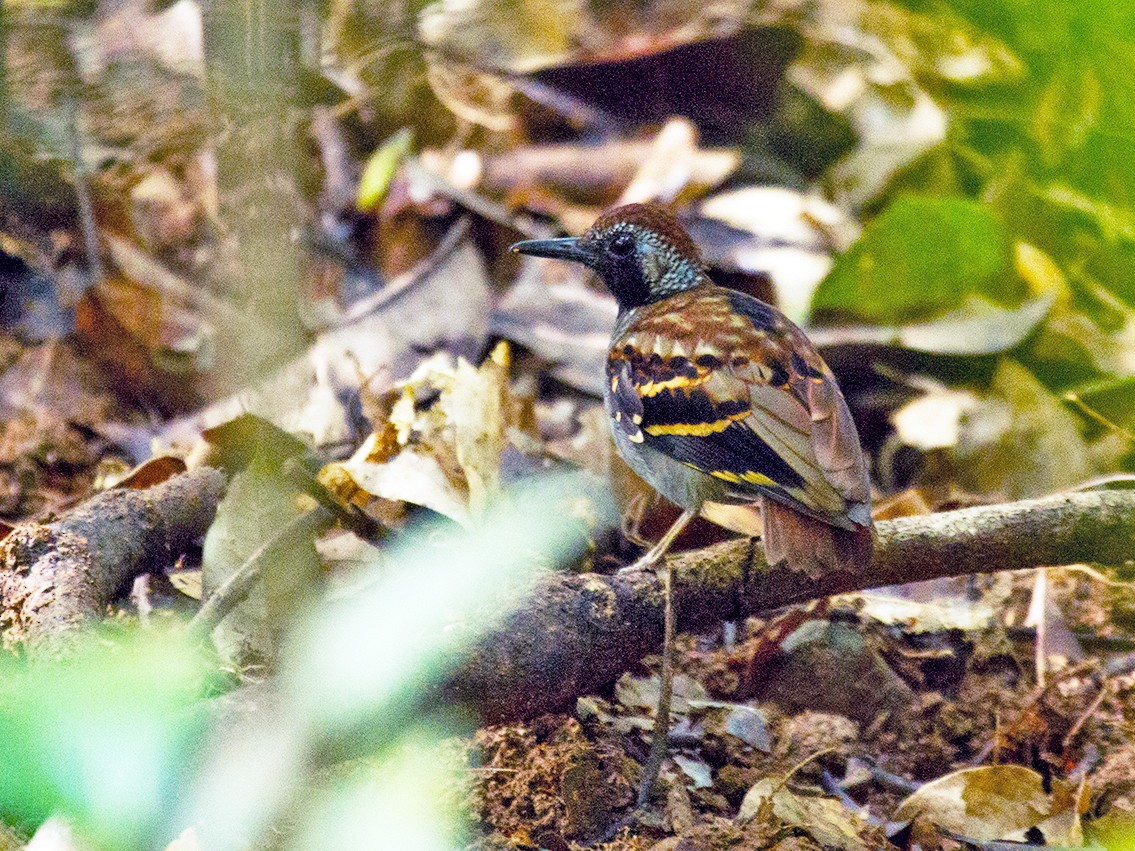 Wing-banded Antbird - eBird