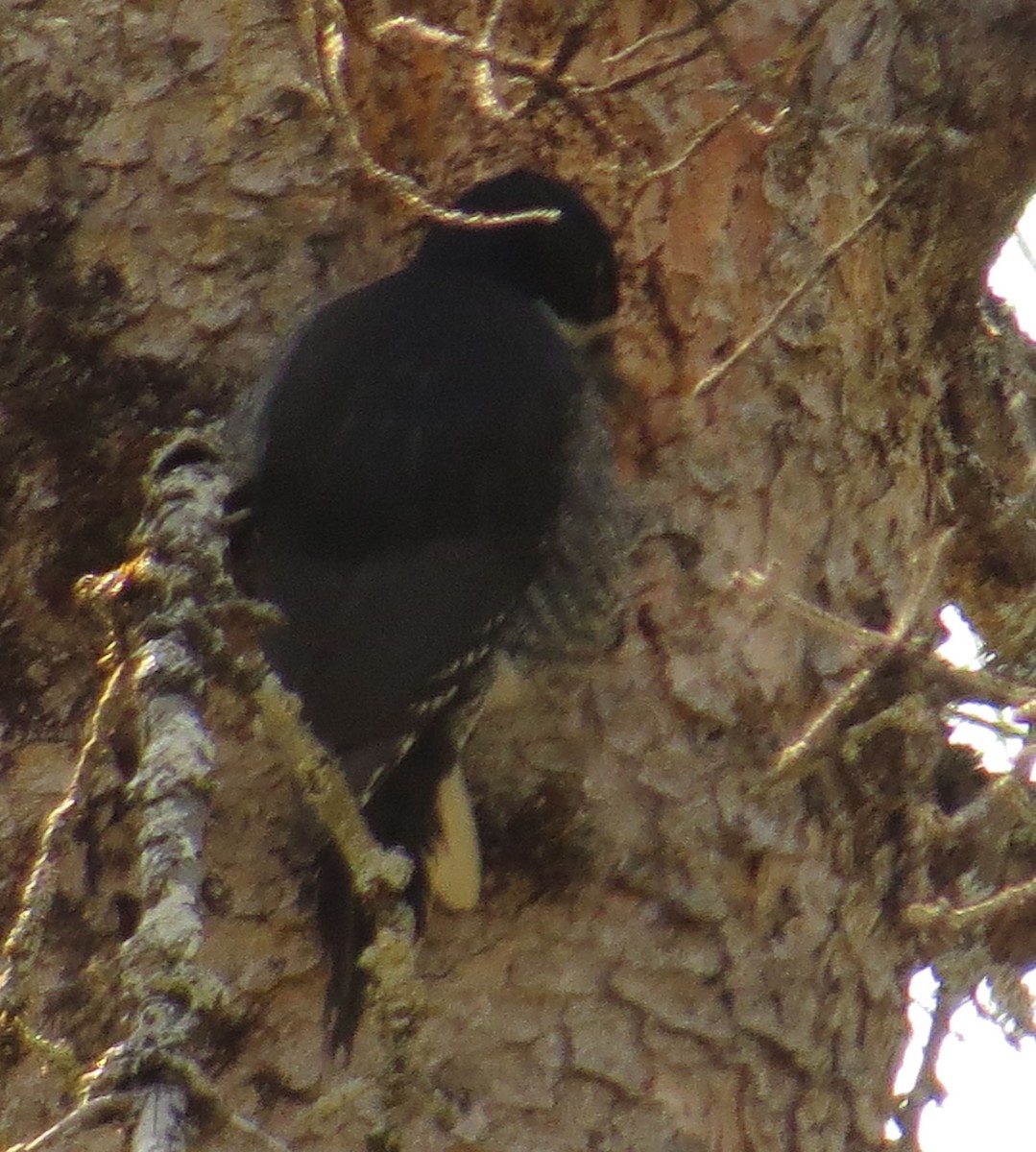 eBird Checklist - 18 May 2023 - Lac McGregor - 29 species