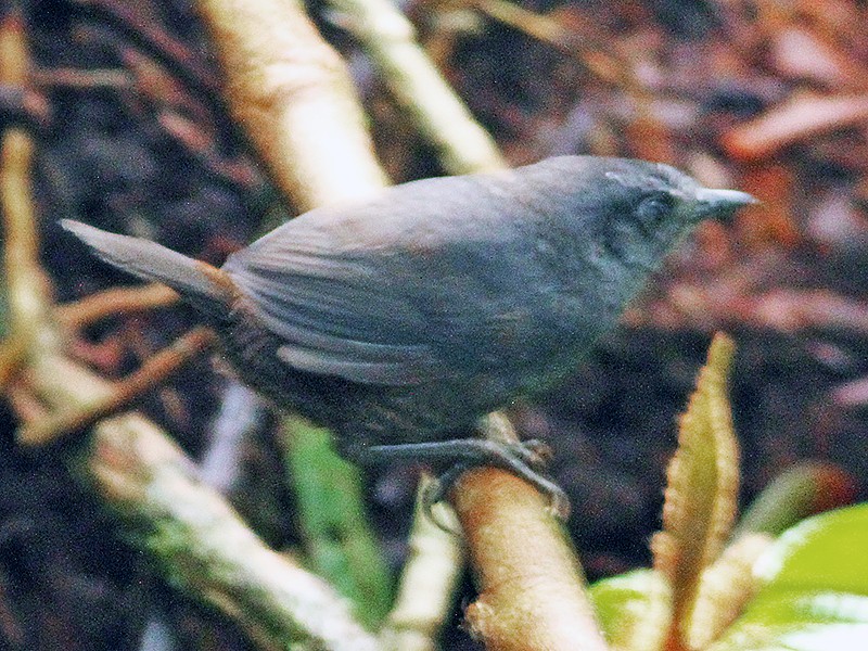 Choco Tapaculo - Scytalopus chocoensis - Birds of the World