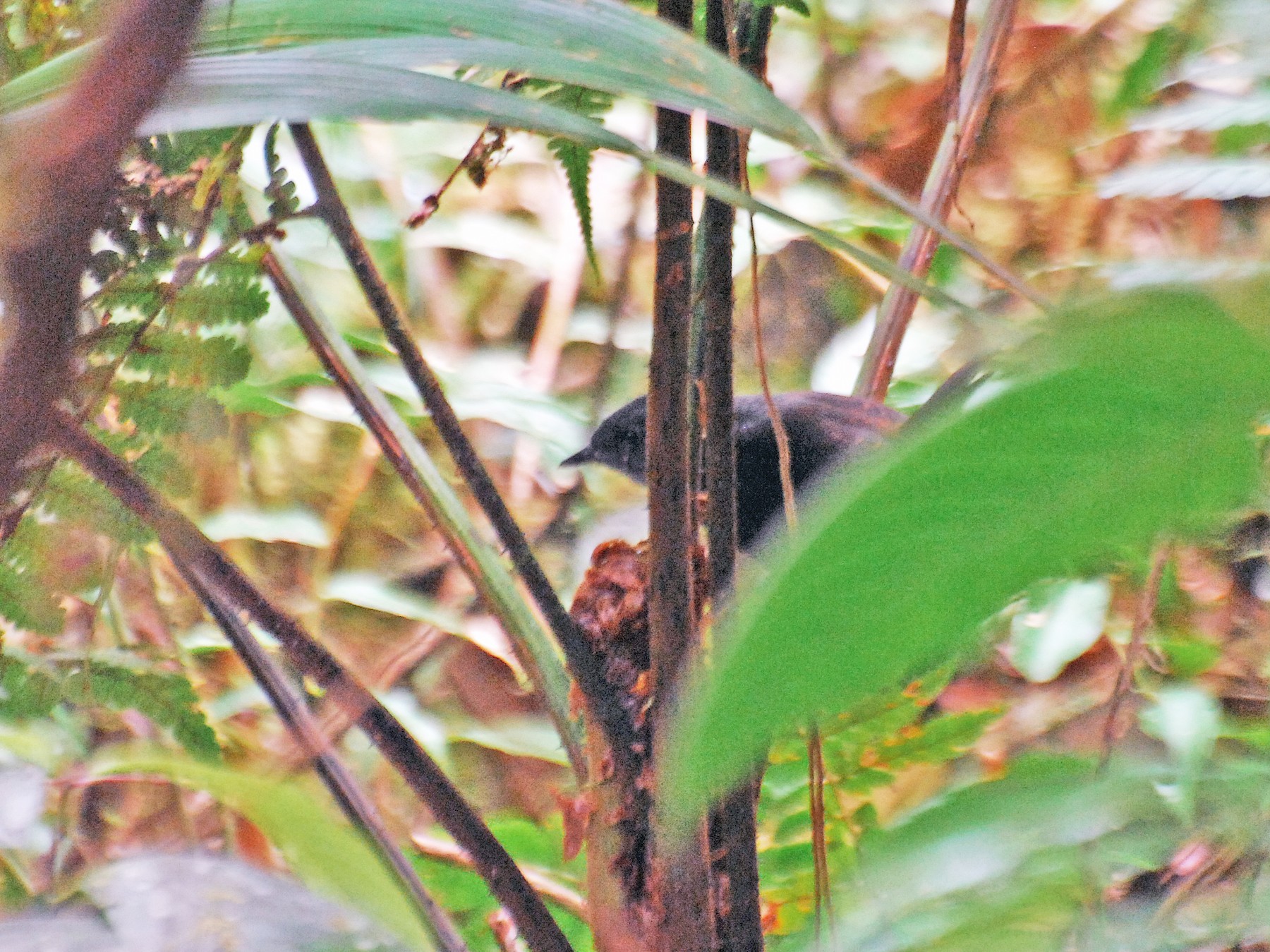 Choco Tapaculo - eBird