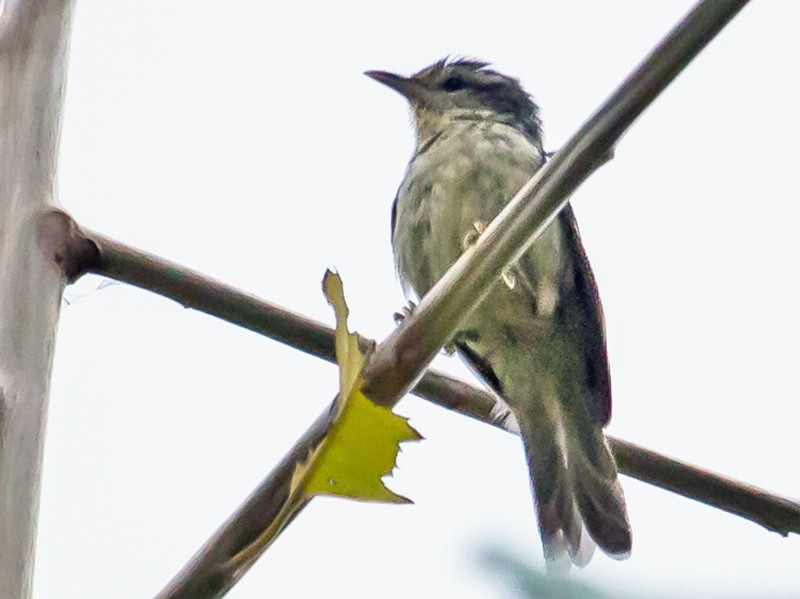 Double-banded Graytail - eBird