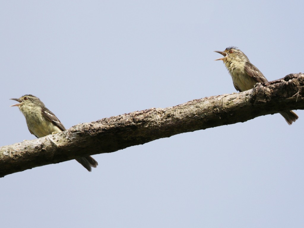 Double-banded Graytail - eBird