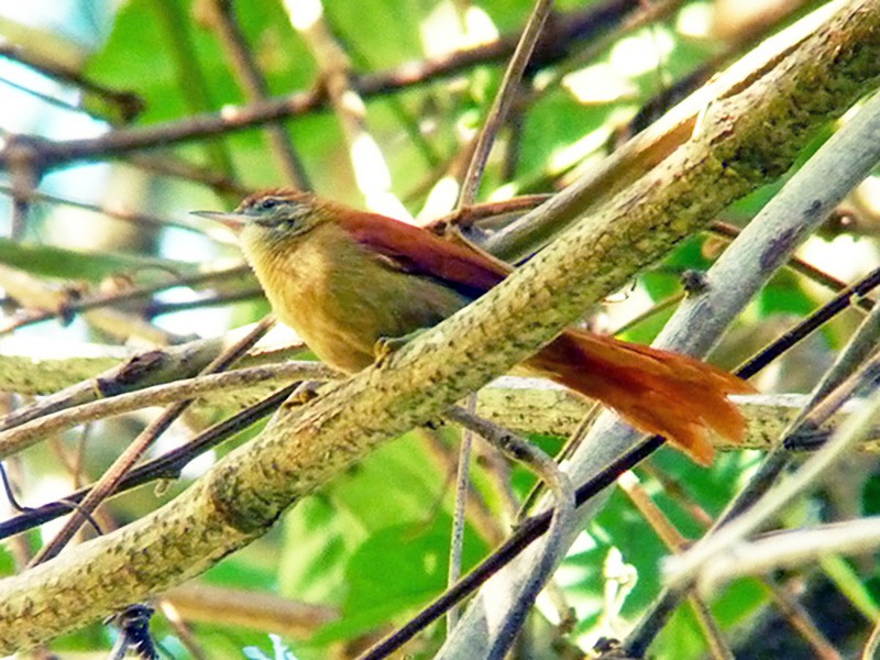 Coiba Spinetail - eBird