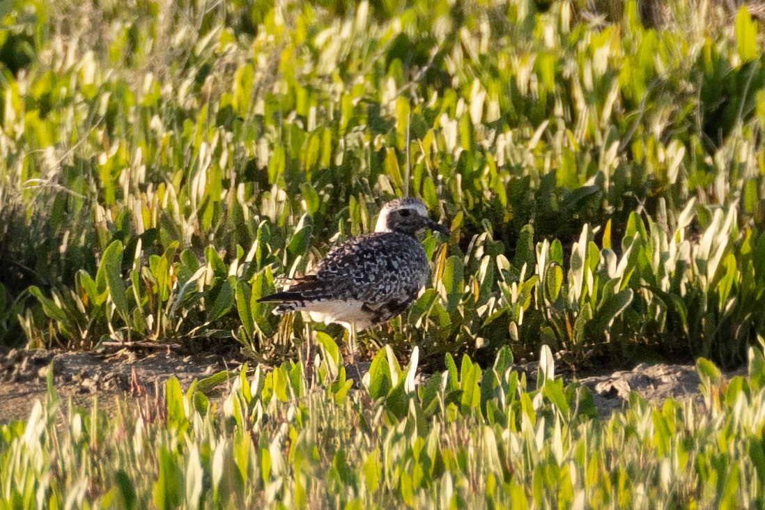 eBird Checklist - 18 May 2023 - Mirna River mouth, northern shallows ...