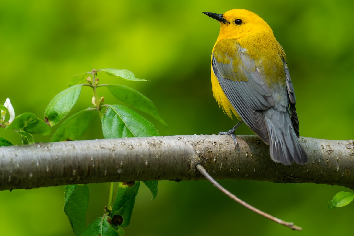 EBird Checklist 18 May 2023 Centennial Trail West Of Route 83