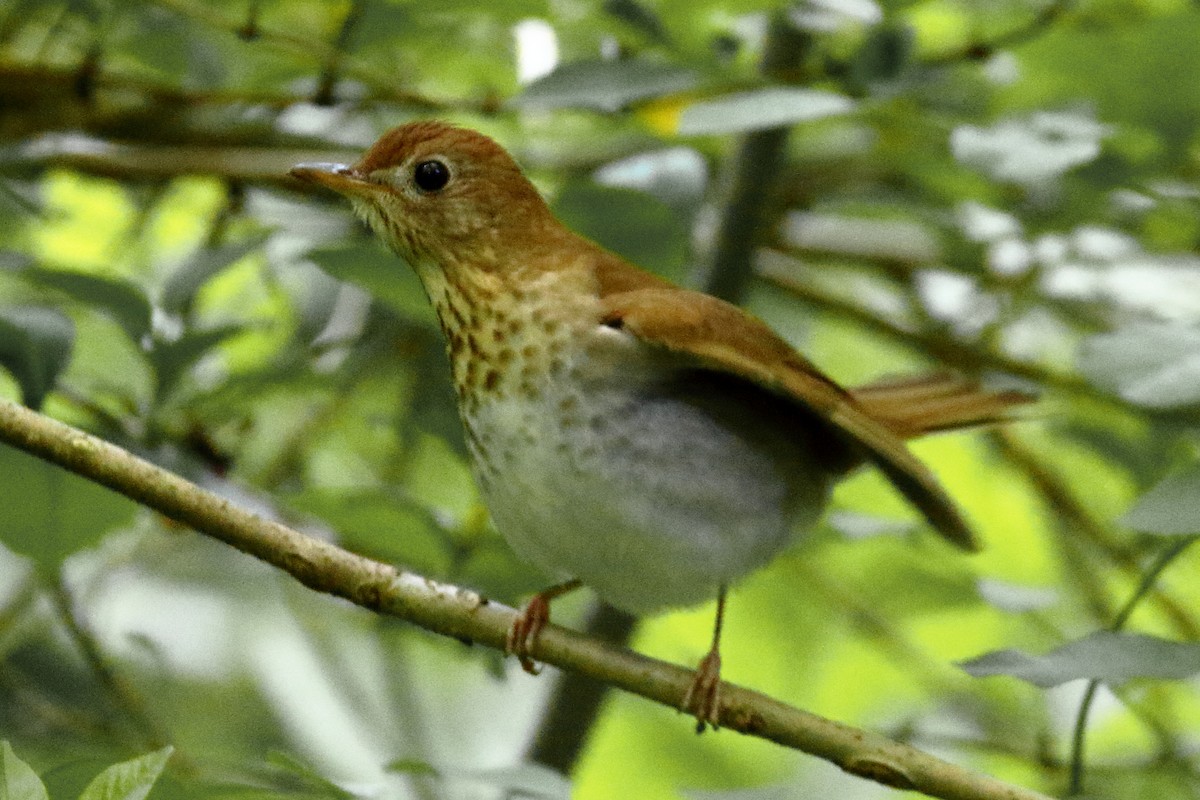 Maryland-DC Breeding Bird Atlas Checklist - 18 May 2023 - Gunpowder ...