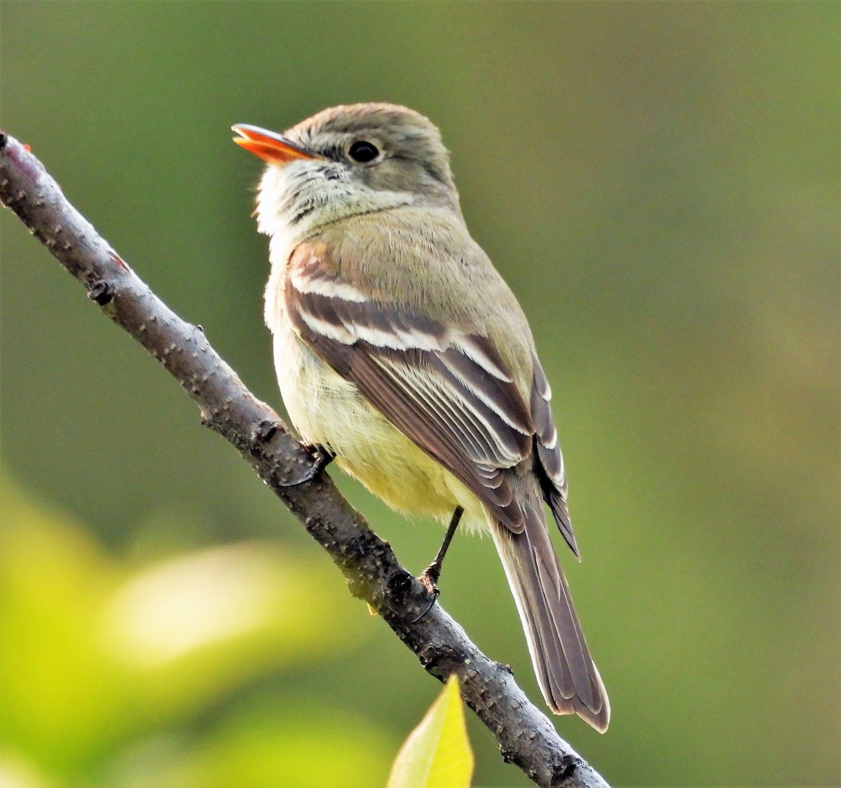 eBird Checklist - 18 May 2023 - Grizzly Gulch - 8 species