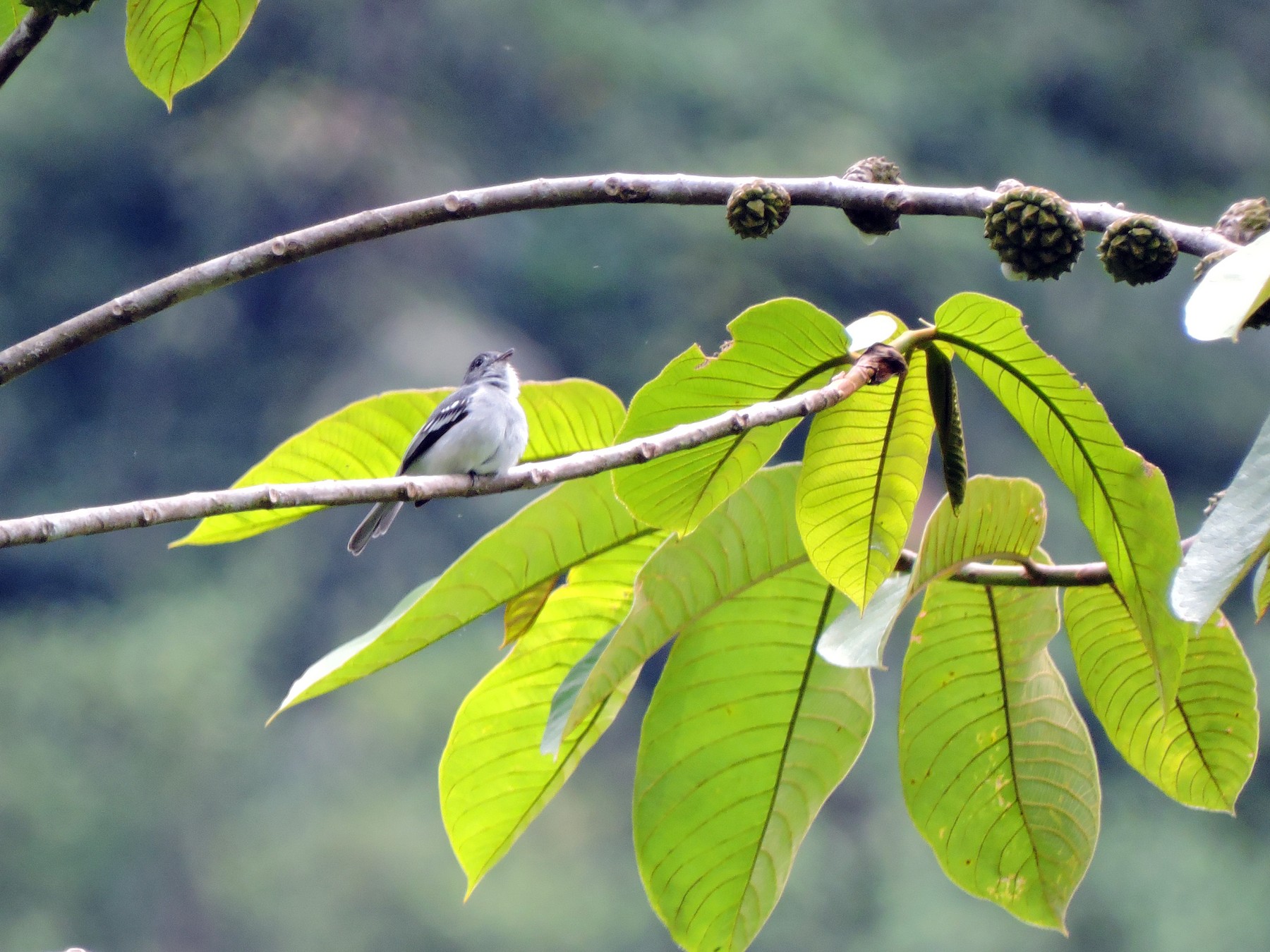 Fiofío Gris (parambae/absita) - eBird