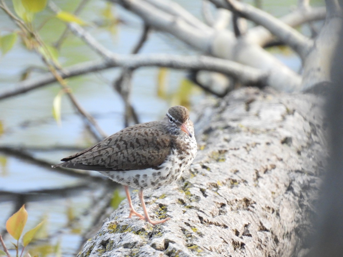 eBird Checklist - 18 May 2023 - Base de plein air de Ste-Foy - 40 species