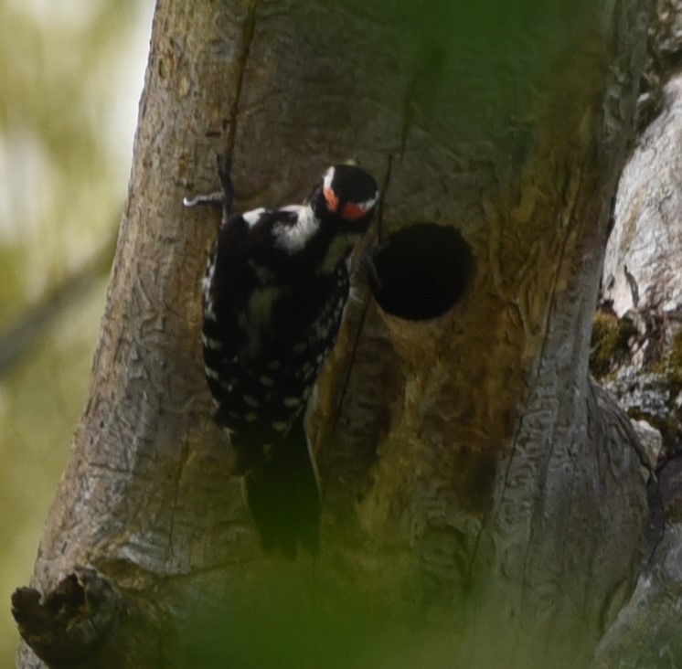 eBird Checklist - 18 May 2023 - LaBagh Woods Forest Preserve - 43 species