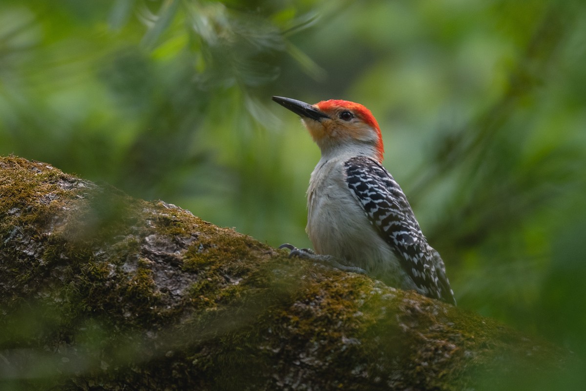 eBird Checklist - 18 May 2023 - Maywood Environmental Area - 58 species