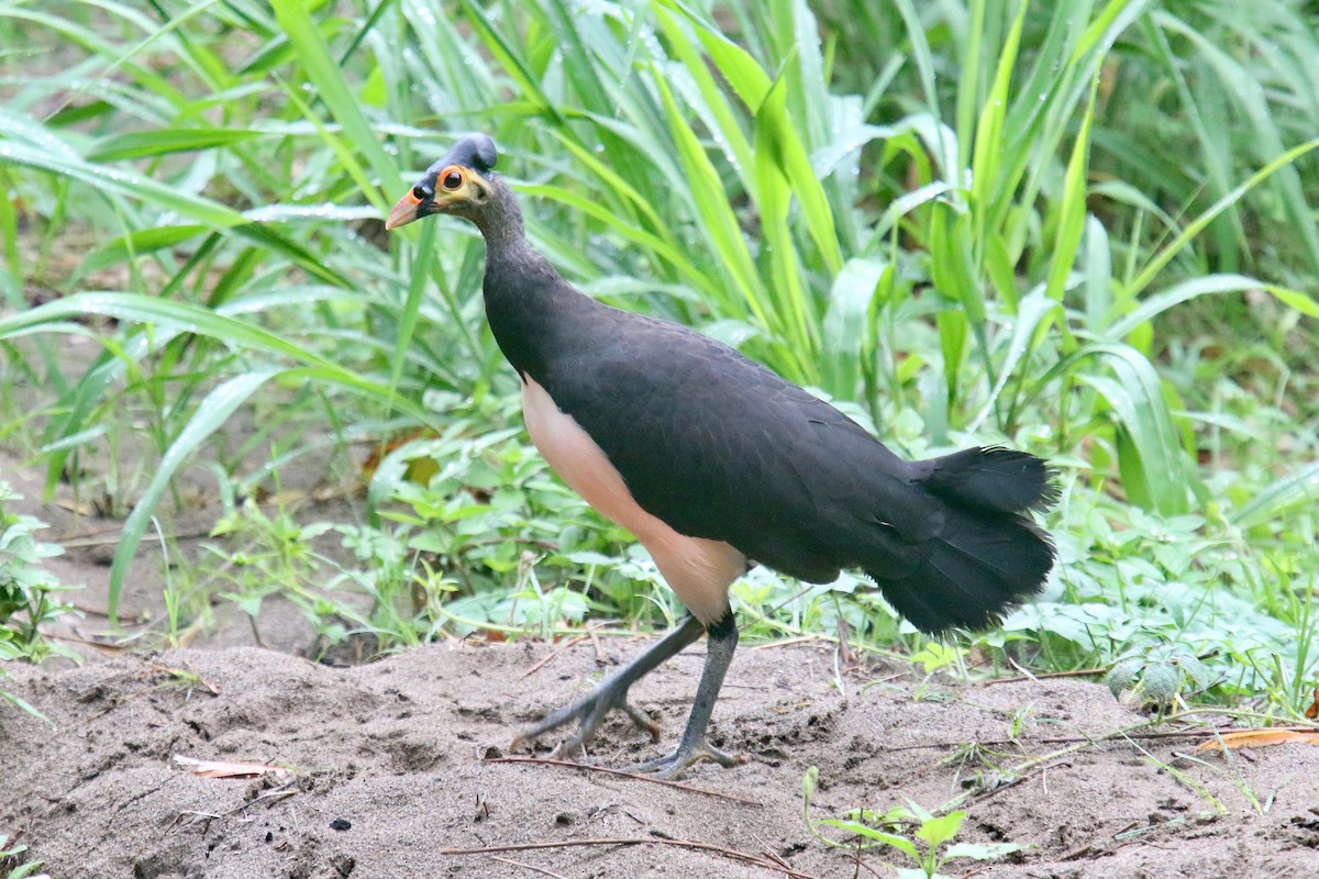 eBird Checklist - 14 Mar 2016 - Pussian - 47 species (+1 other taxa)