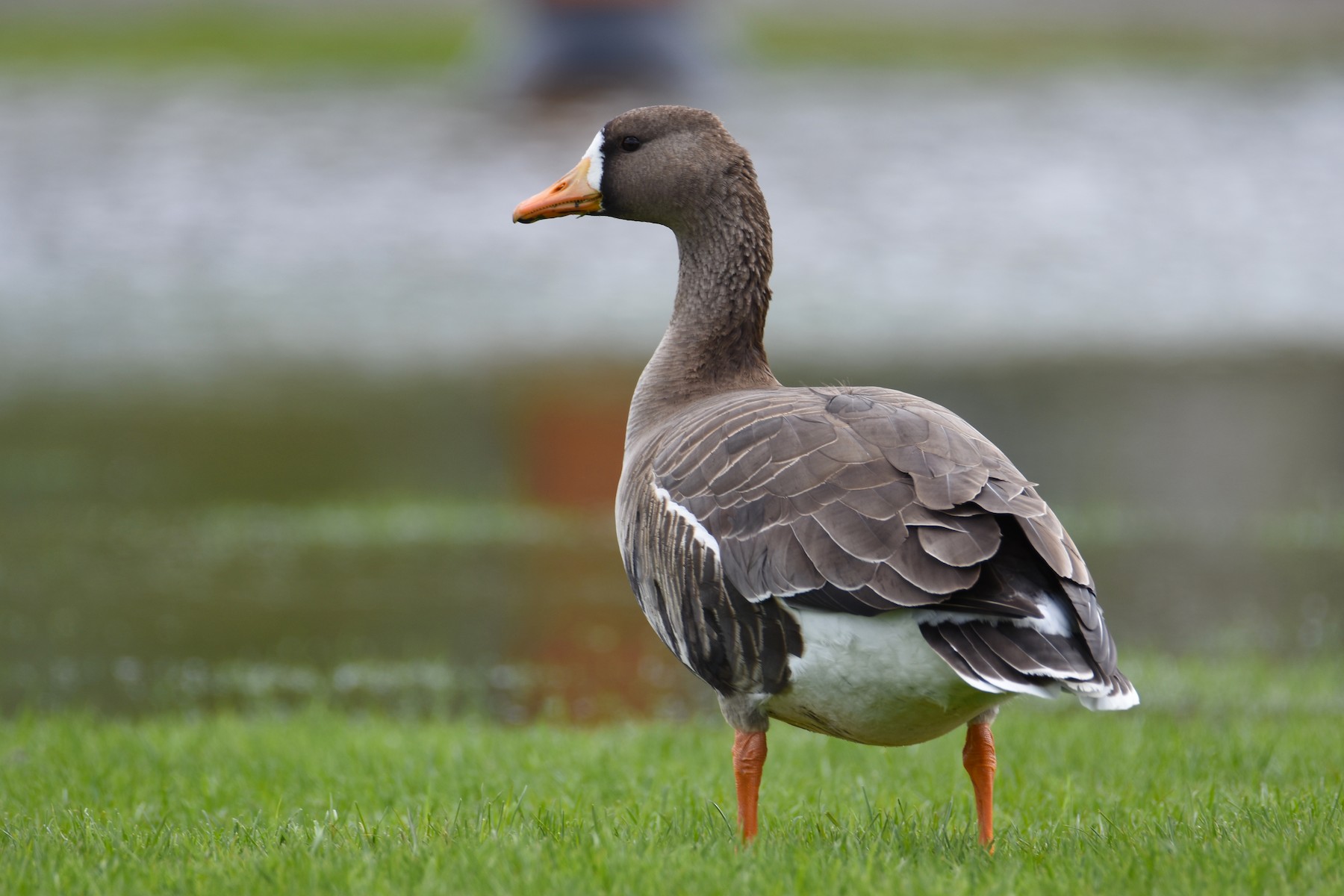gęś białoczelna (gambelli/sponsa) - eBird