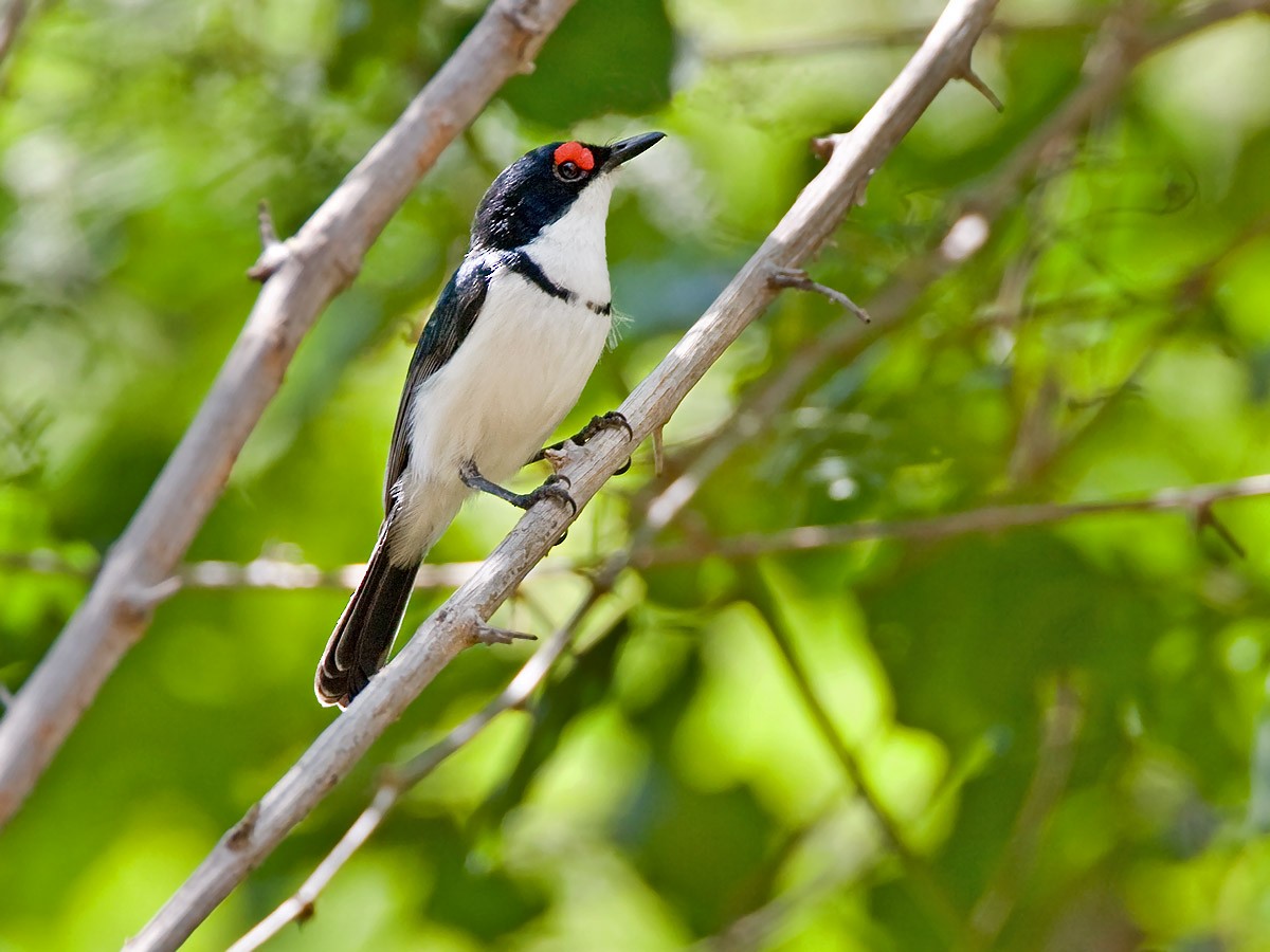Black-throated Wattle-eye - Platysteira peltata - Birds of the World