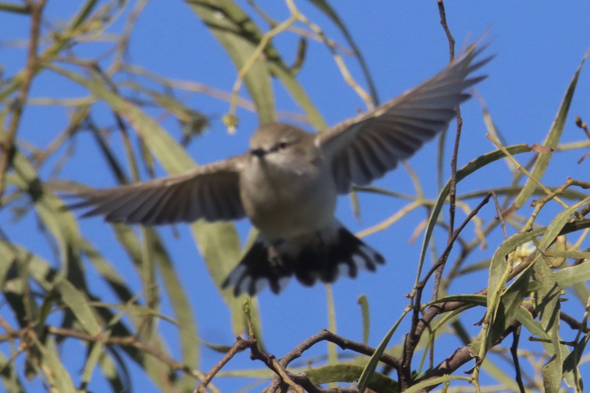 eBird Australia Checklist - 19 May 2023 - 32–38 Montgomerys Rd, Lockyer ...