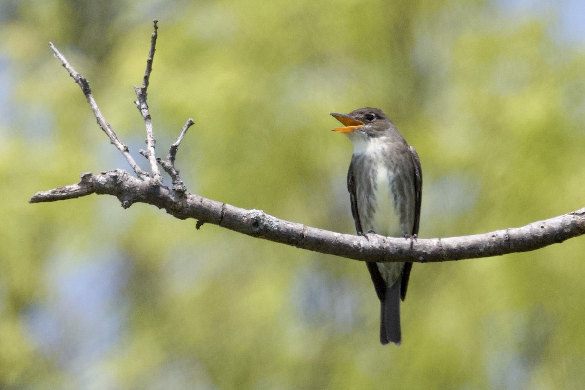 eBird Checklist - 18 May 2023 - Point Pelee National Park (general ...
