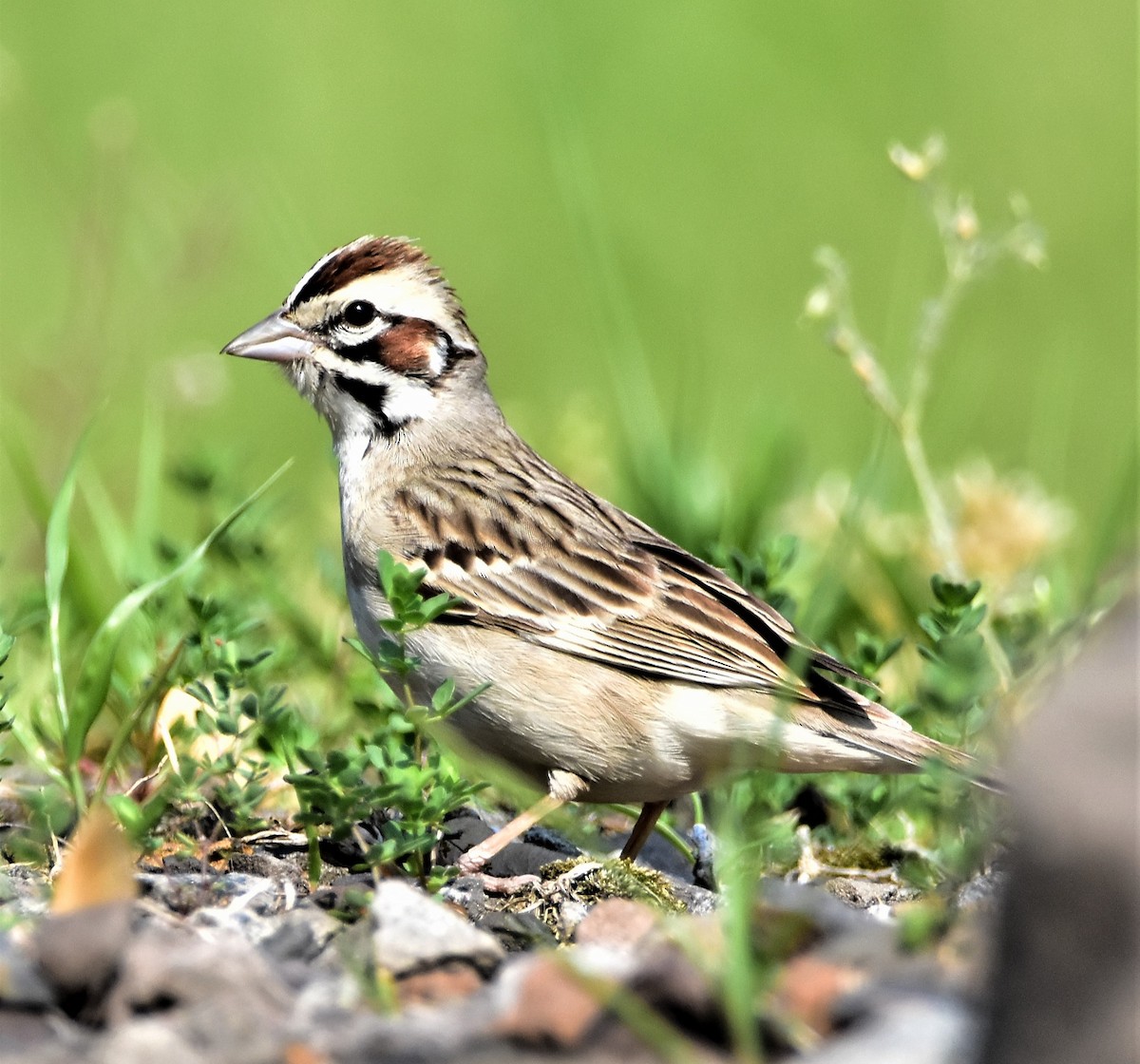 eBird Checklist - 18 May 2023 - Kirby Park - 65 species