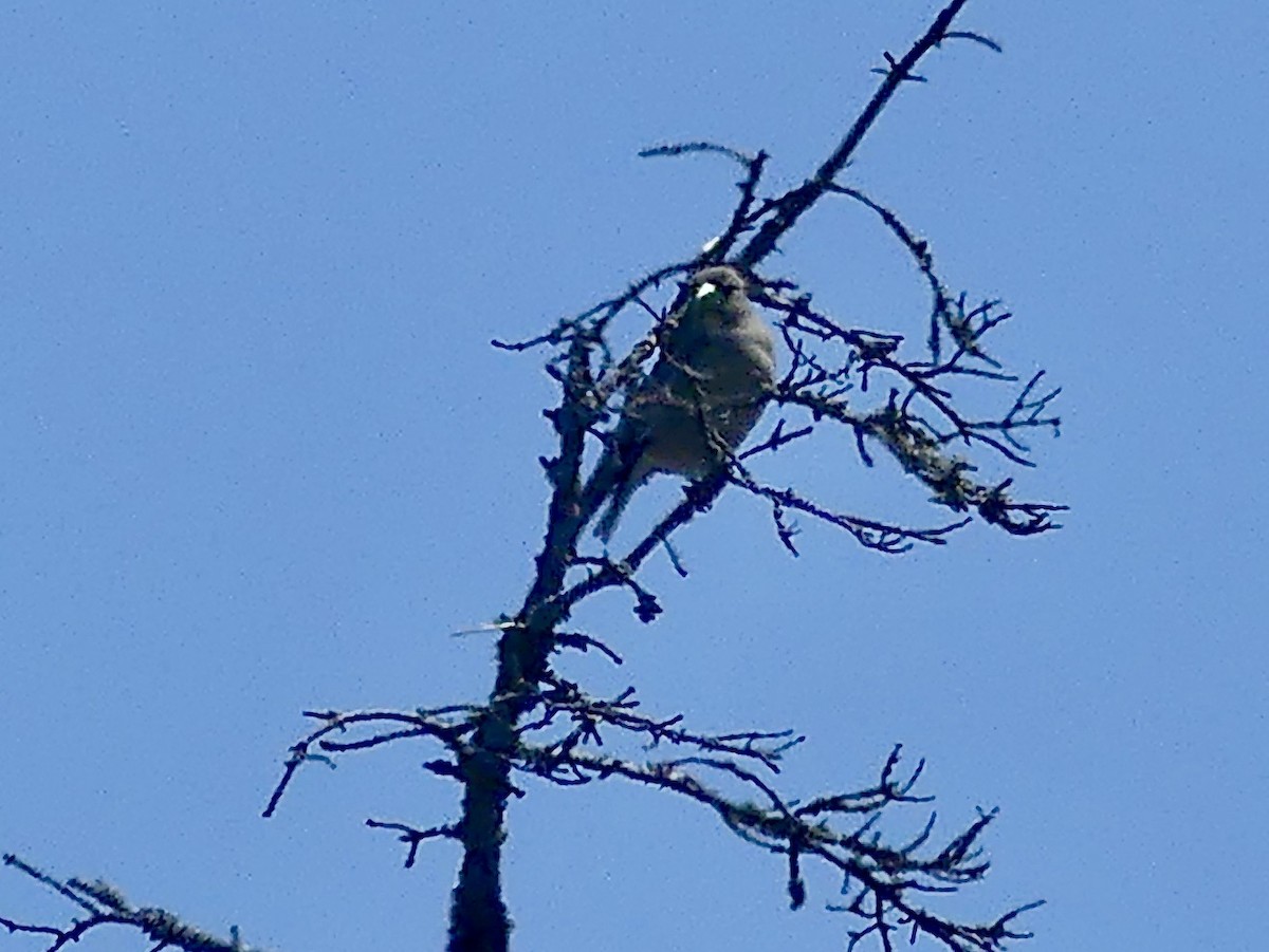 eBird Checklist - 18 May 2023 - Monhegan Island - 61 species