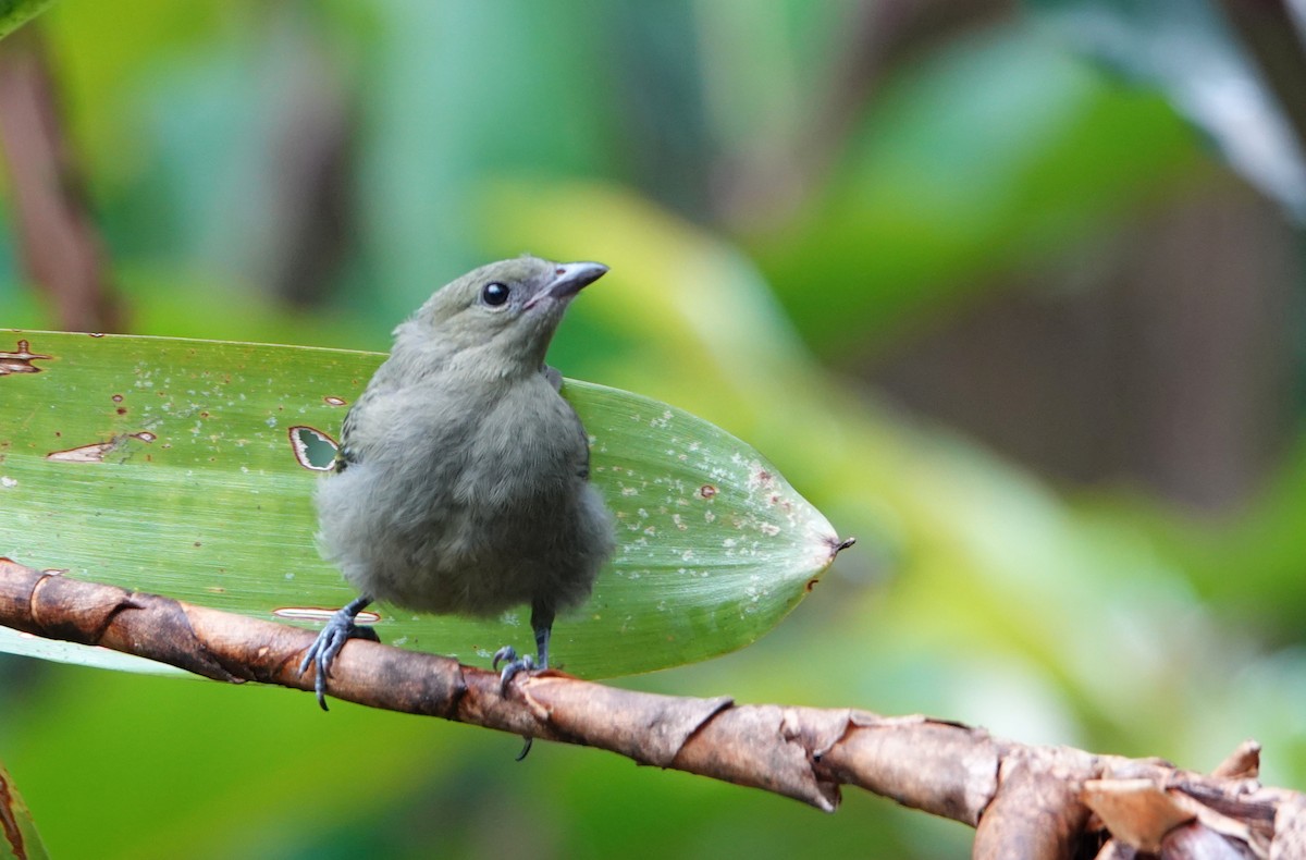 eBird Checklist - 30 Apr 2023 - Canopy Lodge - 14 species