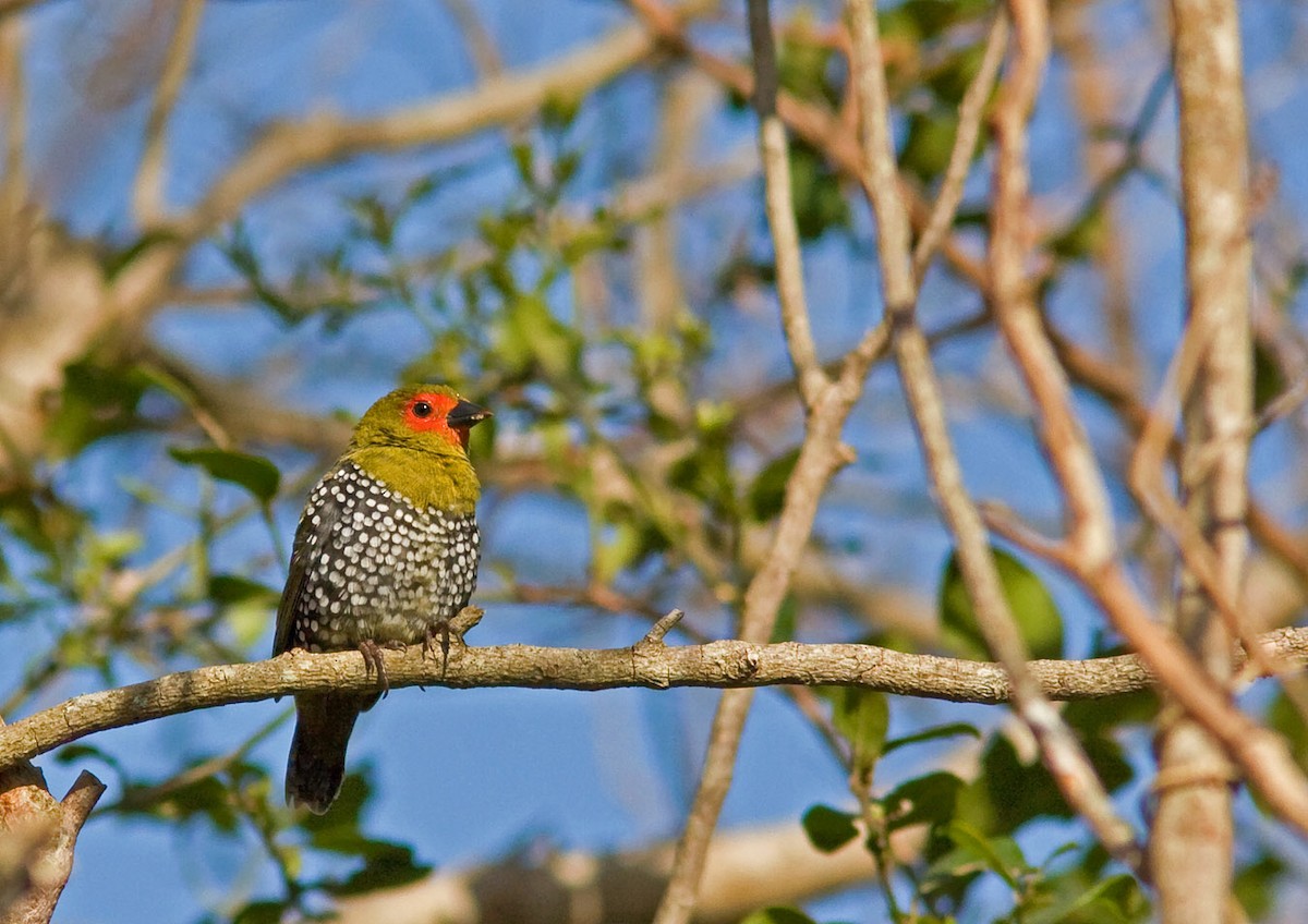 Green-backed Twinspot - Mandingoa nitidula - Birds of the World