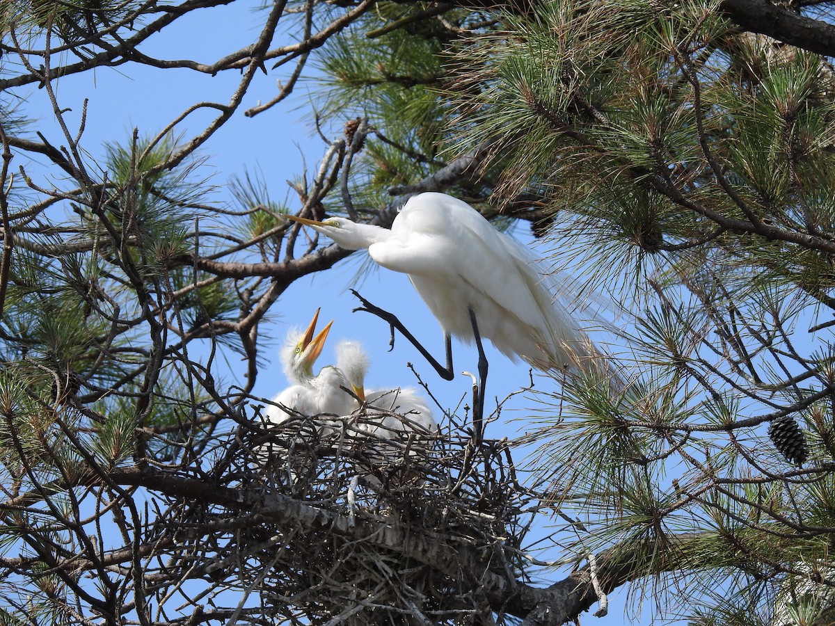 eBird Checklist - 18 May 2023 - Pretty Lake Egret Rookery - 16 species