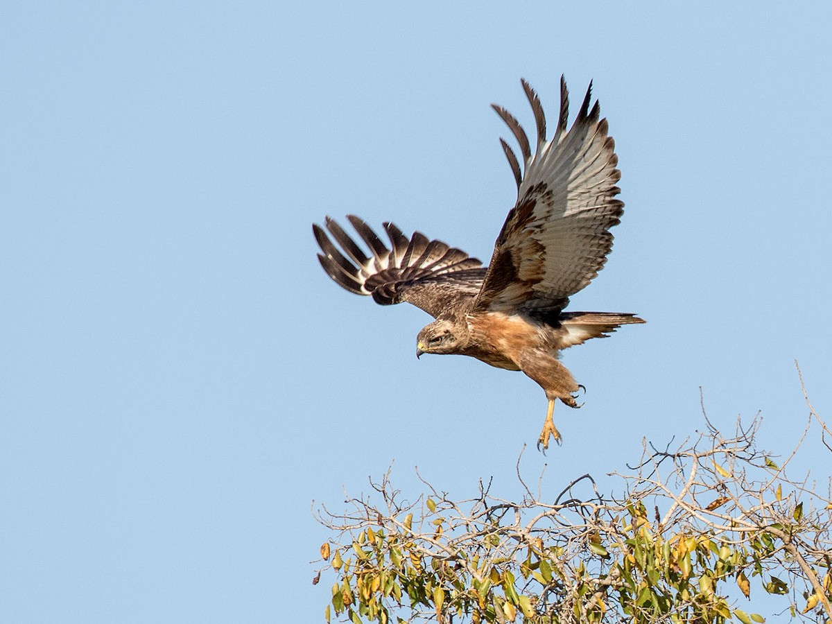 Jackal Buzzard - Buteo rufofuscus - Birds of the World