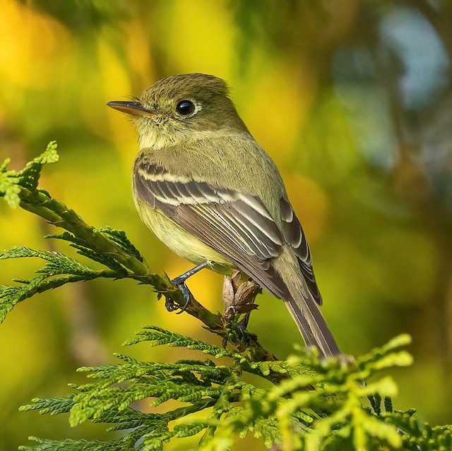 Western Flycatcher Western Kingbird | State Of Tennessee, Wildlife