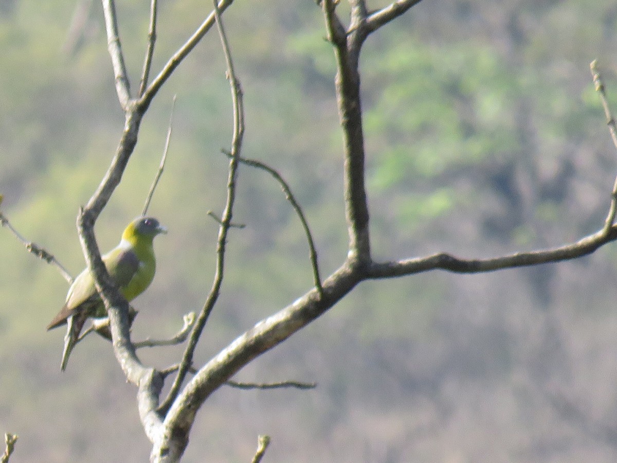 eBird India Checklist - 18 May 2023 - Sinhagad Valley - 41 species (+1 ...
