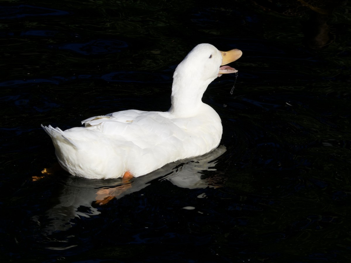 eBird Checklist - 19 May 2023 - Morpeth Common - 47 species