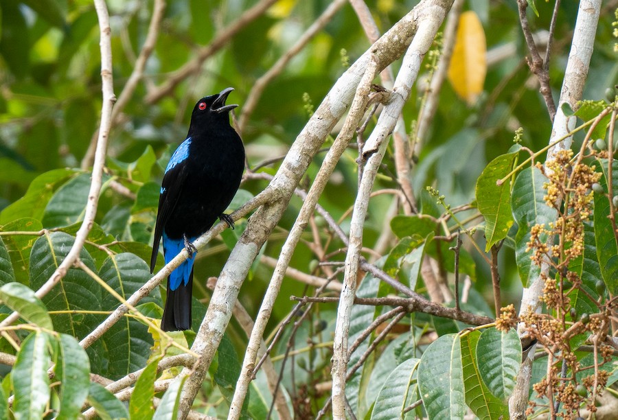 Asian Fairy-bluebird (Palawan) - eBird