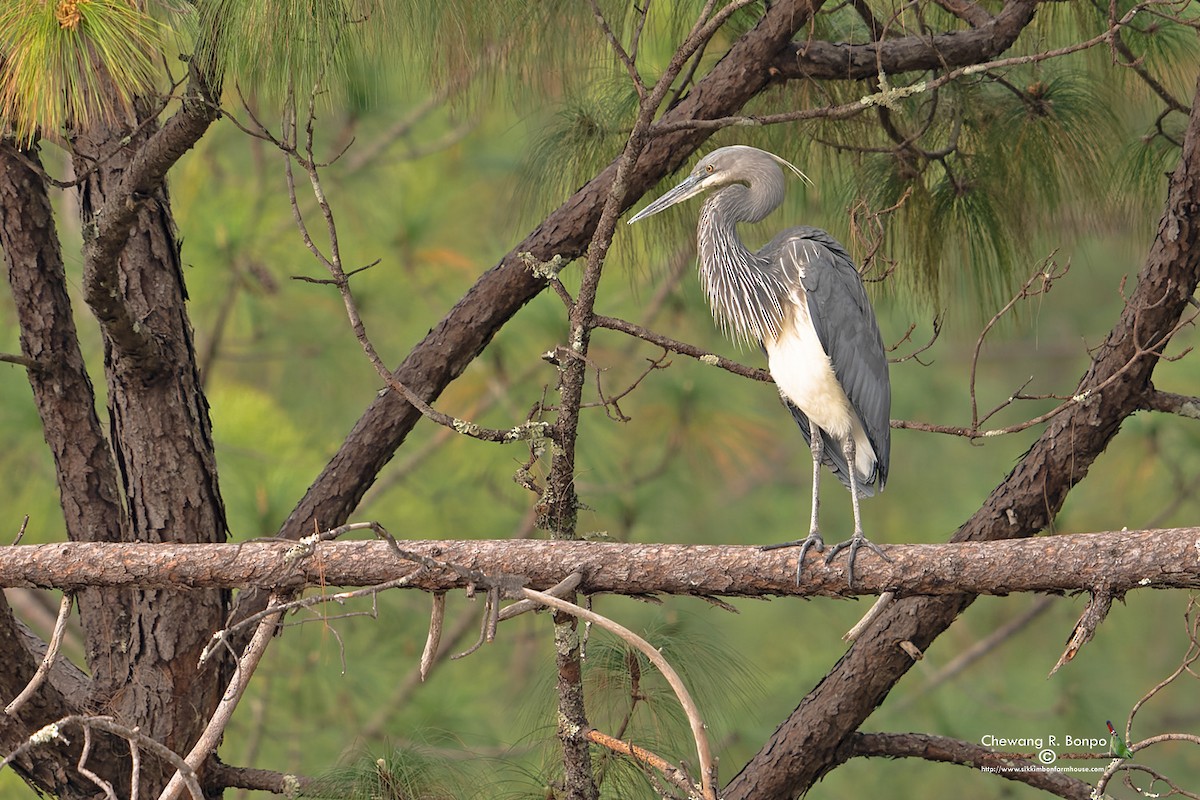 eBird Checklist - 22 Feb 2017 - Punakha--Puna Tsang Chu - 3 species