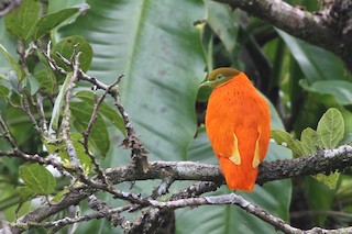 Orange Dove - Ptilinopus victor - Birds of the World