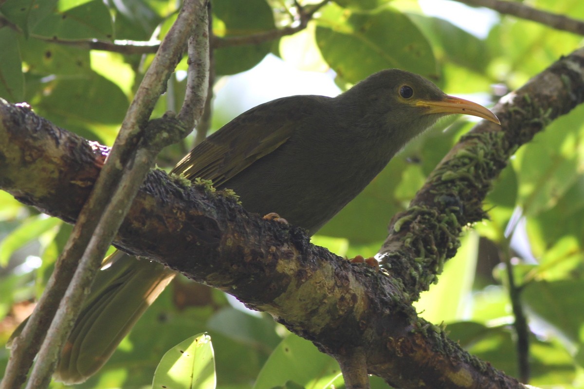 Yellow-billed Giant-Honeyeater - Gymnomyza viridis - Birds of the World