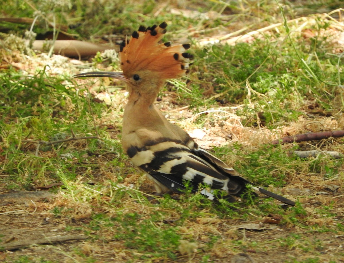 Mass Audubon eBird Checklist - 15 May 2023 - Independence Park תל אביב ...