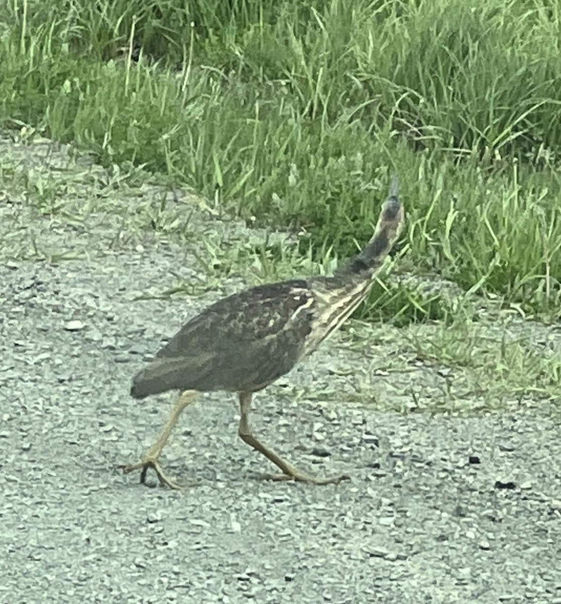 New York Breeding Bird Atlas Checklist - 15 May 2023 - Bliven Sherman ... New York Breeding Bird Atlas Checklist - 15 May 2023 - Bliven Sherman ...