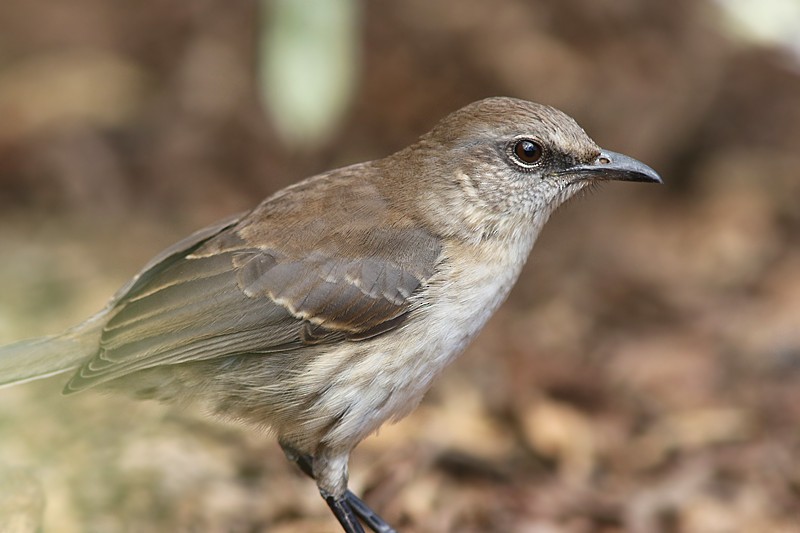Socorro Mockingbird - Mimus graysoni - Birds of the World