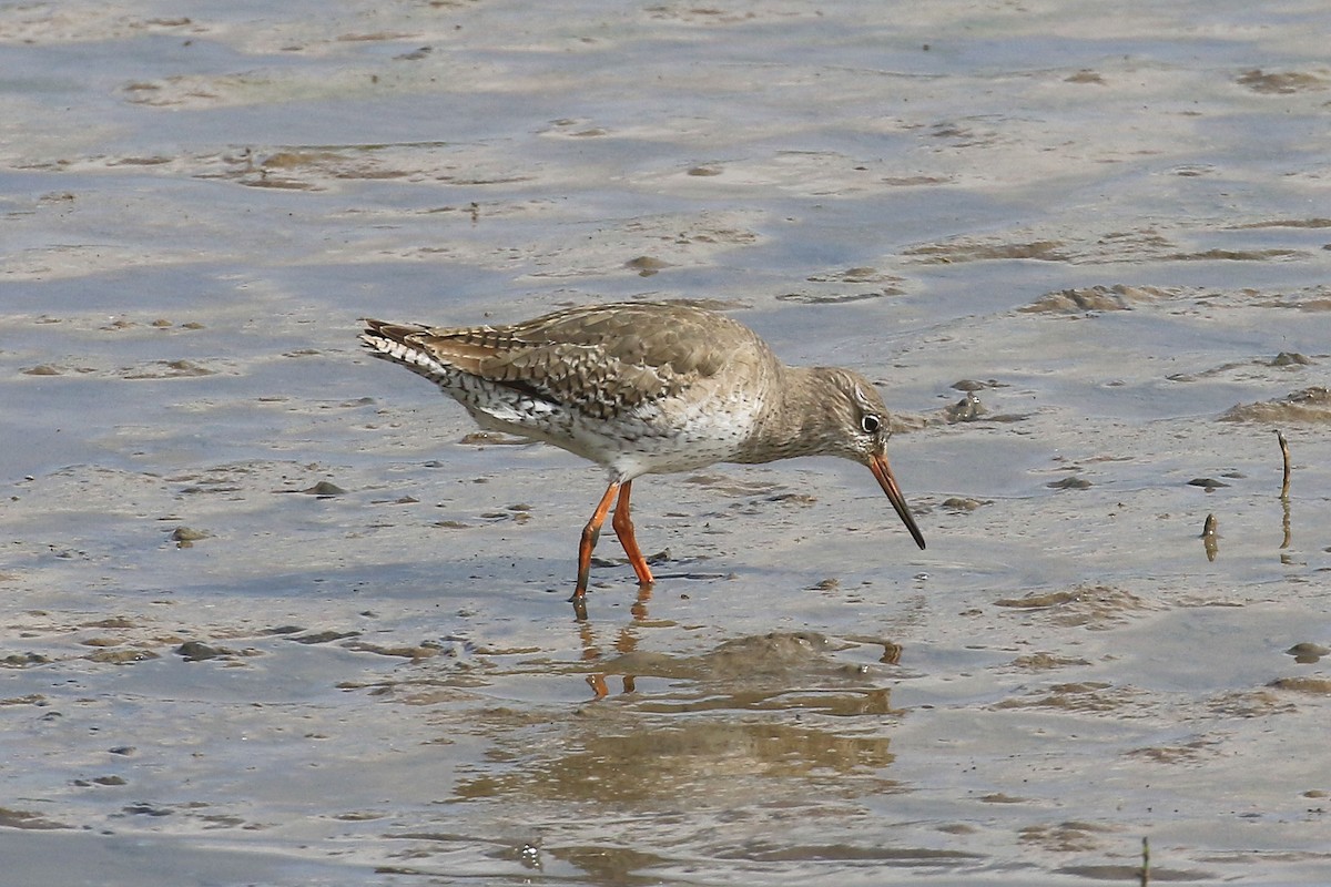 eBird Checklist - 19 May 2023 - Burton Mere Wetlands RSPB Reserve - 63 ...
