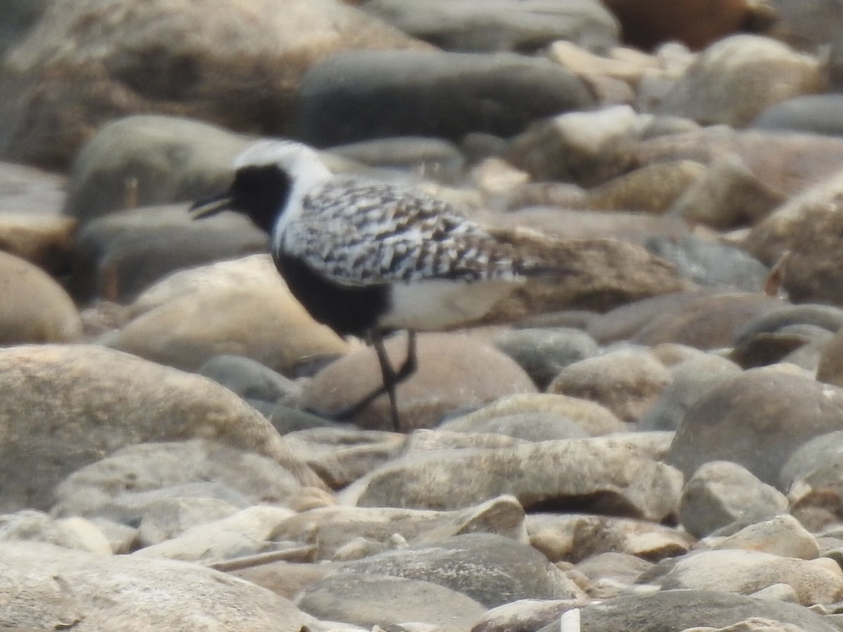 eBird Checklist - 18 May 2023 - Besser Bell - 4 species