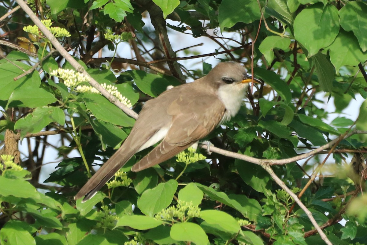 eBird Checklist - 13 May 2023 - David D. Terry Lock and Dam - 45 species