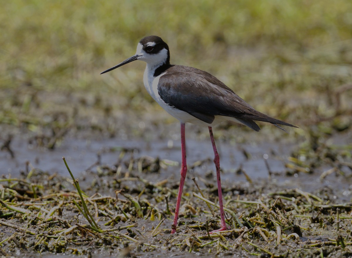 eBird Checklist - 19 May 2023 - Roosevelt Wetland - 25 species (+1 ...